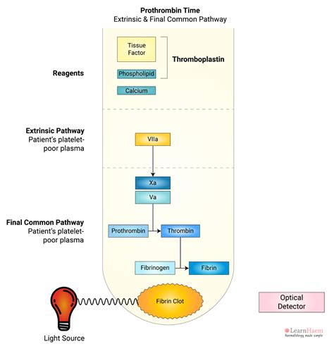 Prothrombin Time Pt Learnhaem Haematology Made Simple