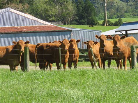 Gentle Giants On Show At Top South Devon Studs