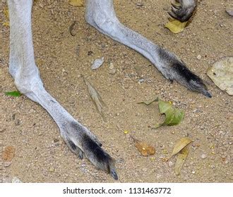 Kangaroo Feet