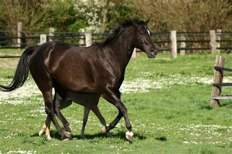 American Quarter Horse Coat Colors In Depth Guide