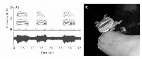 A Spectrogram Above And Waveform Below Of A Series Of Three