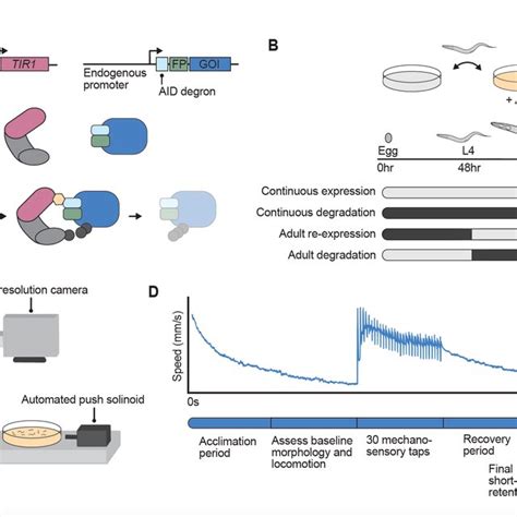A Pipeline To Assess The Temporal Requirements And Phenotypic