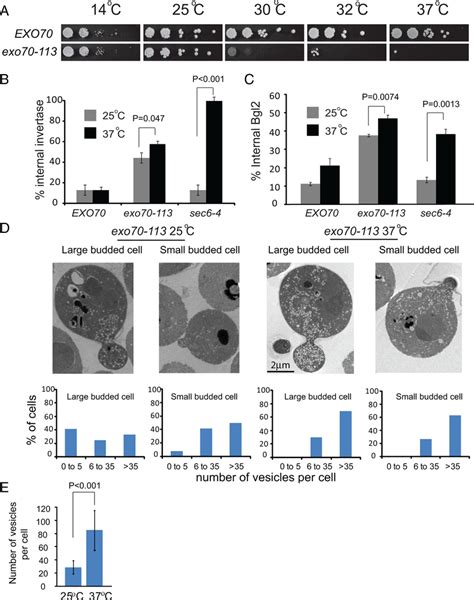 Characterization Of A Novel Temperature Sensitive Mutant Exo70 113 A Download Scientific