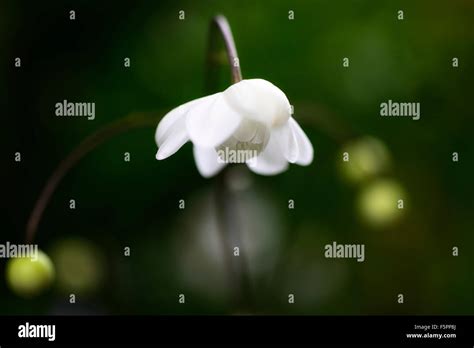 Anemonopsis Macrophylla Alba White Flower Flowers Rare Woodland Woodlander Shade Shady Japanese