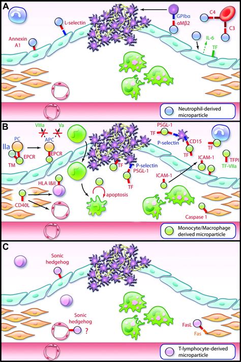 Leukocyte Derived Microparticles And The Vascular Wall A Download Scientific Diagram