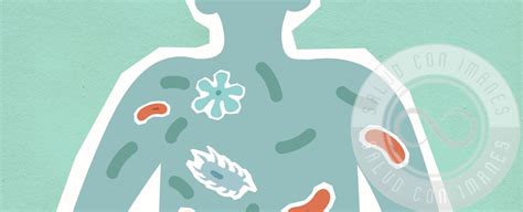 Depuración Corporal Par Biomagnético Madrid