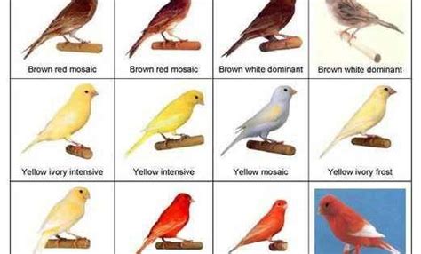 Types Of Canary Birds Color Bred Canaries Canari Pinterest
