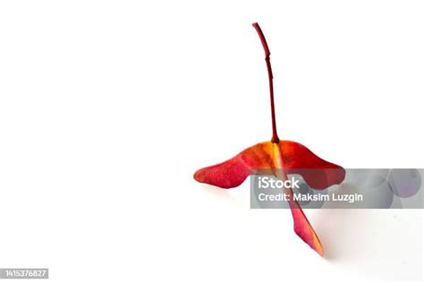 흰색 배경에 밝은 빨간색 노란색의 놀라운 세 엽 빨간색 노란색 단풍 나무 씨앗 포드 단풍 잎에 대한 스톡 사진 및 기타 이미지 단풍 잎 헬리콥터 가을 Istock