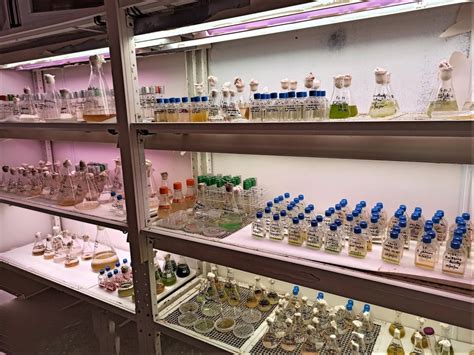 Laboratory Of Algal Biology Algo Lab — Biological Geological And