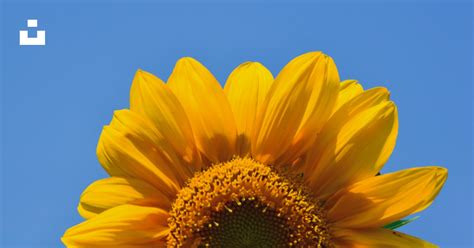 푸른 하늘을 배경으로 한 해바라기 사진 Unsplash의 무료 꽃 이미지