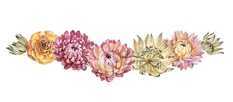 흰색 배경에 고립 된 국화의 수채화 보호 꽃다발 꽃 결혼 축하를 위해 손으로 그린 분홍색 건조 헤르바륨 식물 벽지 포장을위한 클립 아트 프레임 장식 인테리어 0명에 대한