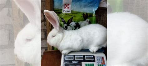 Крол Ризен купить в Глинищево Животные и зоотовары Авито