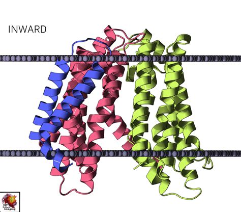  Flippase Lipid Biogenesis Crystallography Structuralbiolgy Art Research Sciart