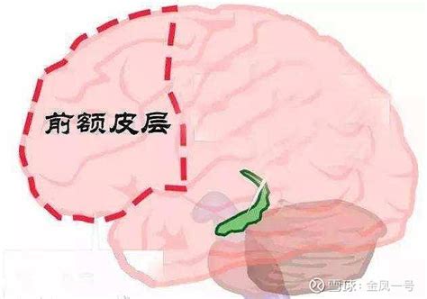 弱者体系 自控力的来源和特点是什么 金凤的弱者体系 1 自控力与前额皮质a 现代神经生物学家们认为自控力来源于大脑的前额皮质是