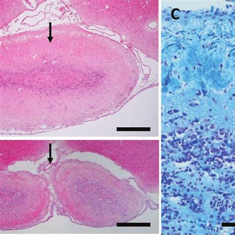 Lectin Binding Patterns In The Olfactory System Of The Japanese Jungle Crow Download Table