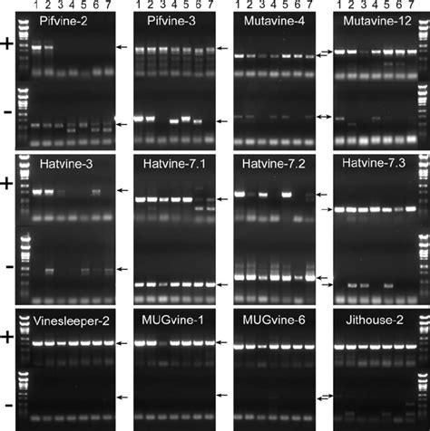 Examples Of The Insertion Polymorphism Of Different Tes And