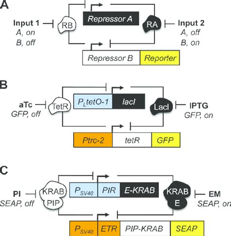 Synthetic Genetic Toggle Switches A A Genetic Toggle Switch Download Scientific Diagram