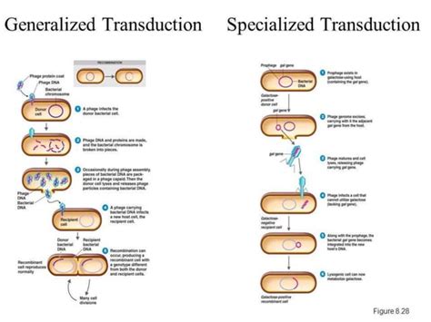 Recombination In Bacteria Pptx
