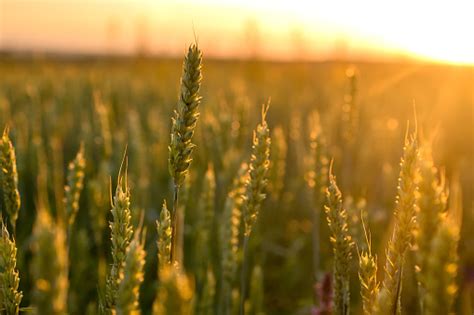 해질녘에 들판에서 자라는 밀의 스파이크 렛 녹색 잎이있는 젊은 스파이크 렛은 농지가 익는 여름 저녁 부드러운 햇빛이 곡물의 신선한 잎에 빛납니다 농업 개념 곡초류에 대한