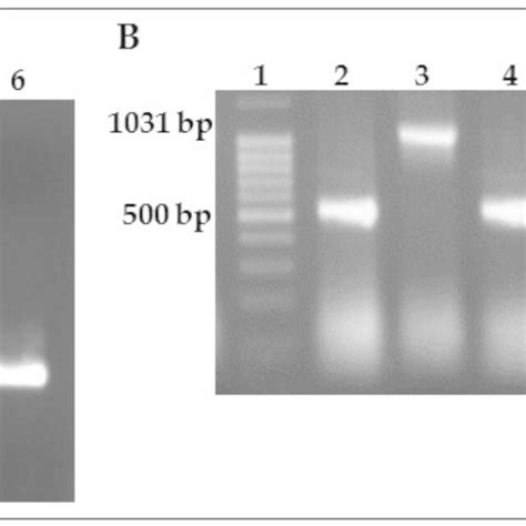 Pcr Profile And Cloning Confirmation Of N Bombycis Indian Isolate
