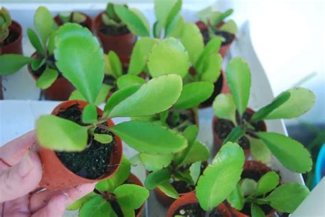 Kalanchoe Pinnata Miracle Leaf Plant Live Bryophyllum