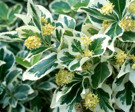 Best Euonymus Varieties These Hard Working