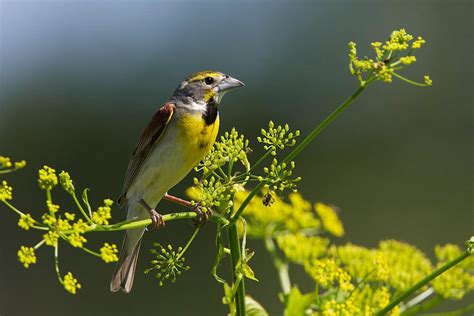 Dickcissel Audubon Field Guide