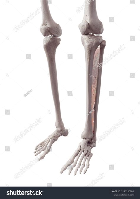 Interosseous Images Stock Photos Vectors Shutterstock