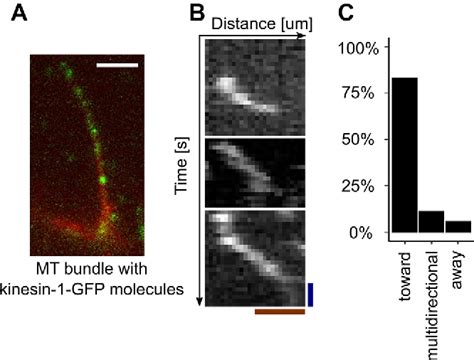 Figure 1 From Chromosomal Passenger Complex Condensates Generate