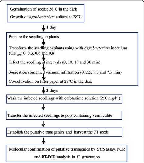 Flow Chart Of Agrobacterium Mediated In Planta Transformation Protocol Download Scientific