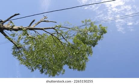 Tree Trimming Power Lines Images Stock Photos D Objects Vectors Shutterstock