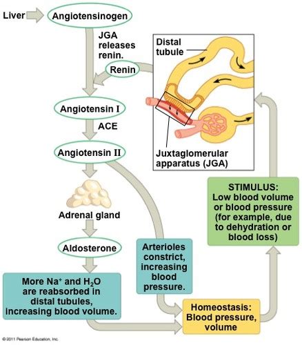 Sams Hypoadrenocorticism Mackin Flashcards Quizlet