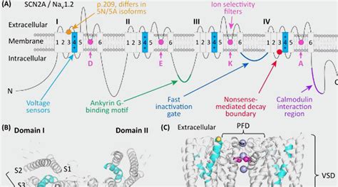 FamilieSCN A Foundation What Is SCN A