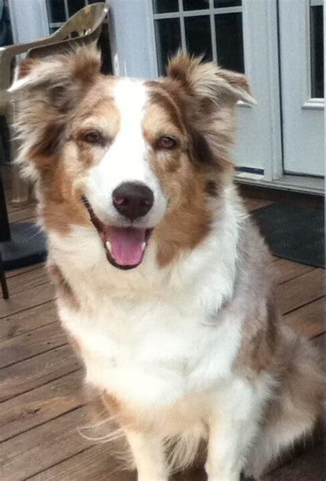 Aussie Smile R Wigglebutts