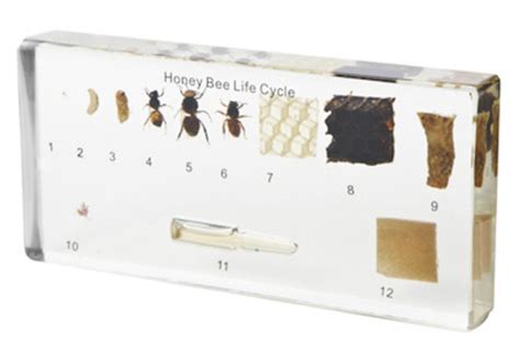 Life Cycles And The Environment Museum In A Box