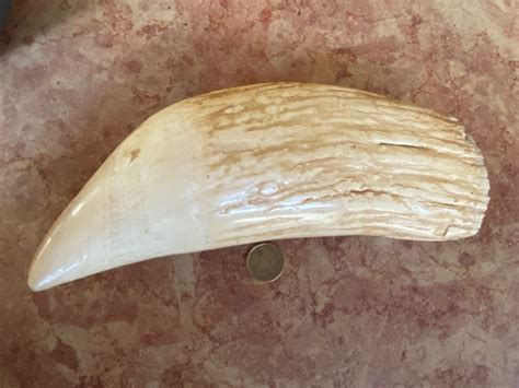 Proantic Fabulous Sperm Whale Tooth