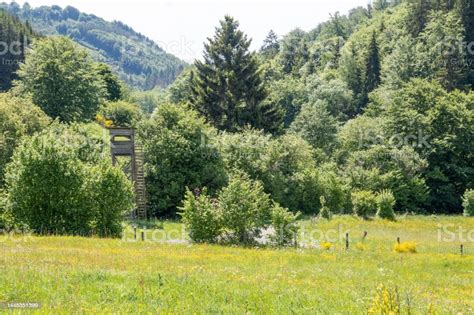 화창한 날 푸른 숲을 배경으로 들판에서 나무 전망대의 경치 좋은 전망 0명에 대한 스톡 사진 및 기타 이미지 0명 경관