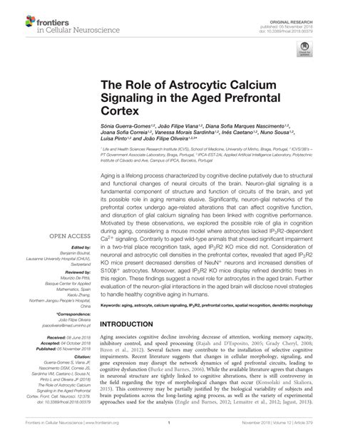 Pdf The Role Of Astrocytic Calcium Signaling In The Aged Prefrontal Cortex
