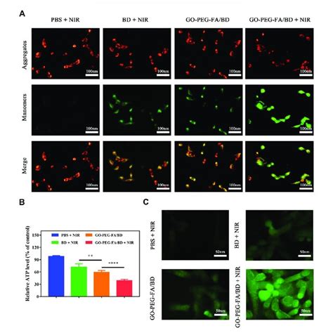 A Variation Of The Membrane Potential Of Mitochondria After Different