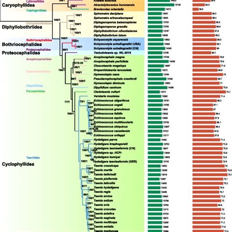 maximum likelihood tree inferred from 36 genes 12 protein coding