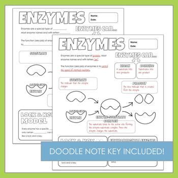 Enzyme Notes By The Tropical Science Teacher TPT