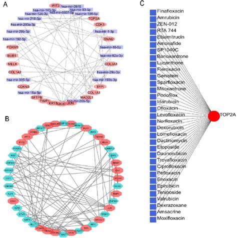 A The Gene Mirna Network Of The Shared Degs The Rectangular Nodes