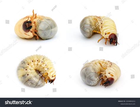 Larva Of Rhinoceros Beetle 1347개가 넘는 로열티 프리 라이선스 대상 스톡 사진 Shutterstock