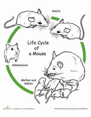 Mouse Life Stages Life Cycle Of Mice Yinsbk
