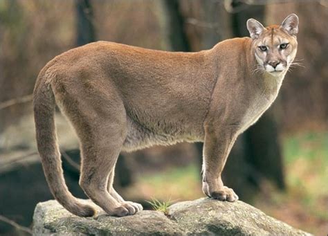 Types Of Cougars In North America