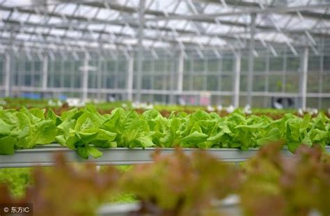 所有的蔬菜都可以進行無土栽培嗎一文告訴你 每日頭條