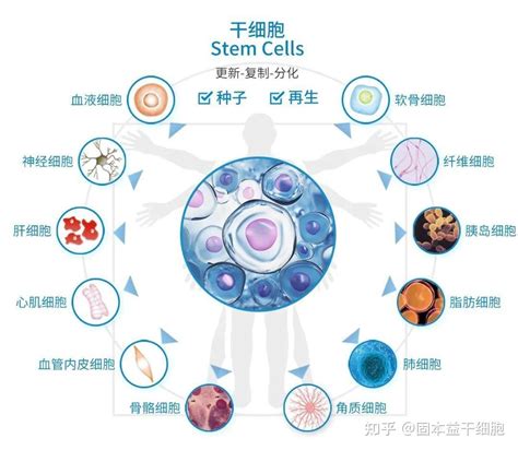 慢性炎症的征服者干细胞 知乎