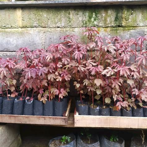 Jual Bibit Tanaman Bahan Bonsai Red Maple Jepang Kab Kediri Grosir