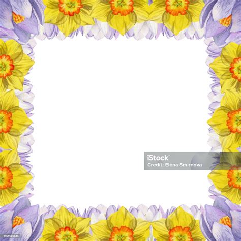 수채화 손으로 그린 사각형 프레임에는 봄 꽃 크로커스 헌병 수선화 나뭇잎이 있습니다 흰색 배경에 격리 초대장 결혼식 인사말 카드 벽지 인쇄 섬유를위한 디자인 0명에 대한