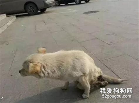 一组数据告诉你，带狗出门牵引绳有多重要 爱宠网